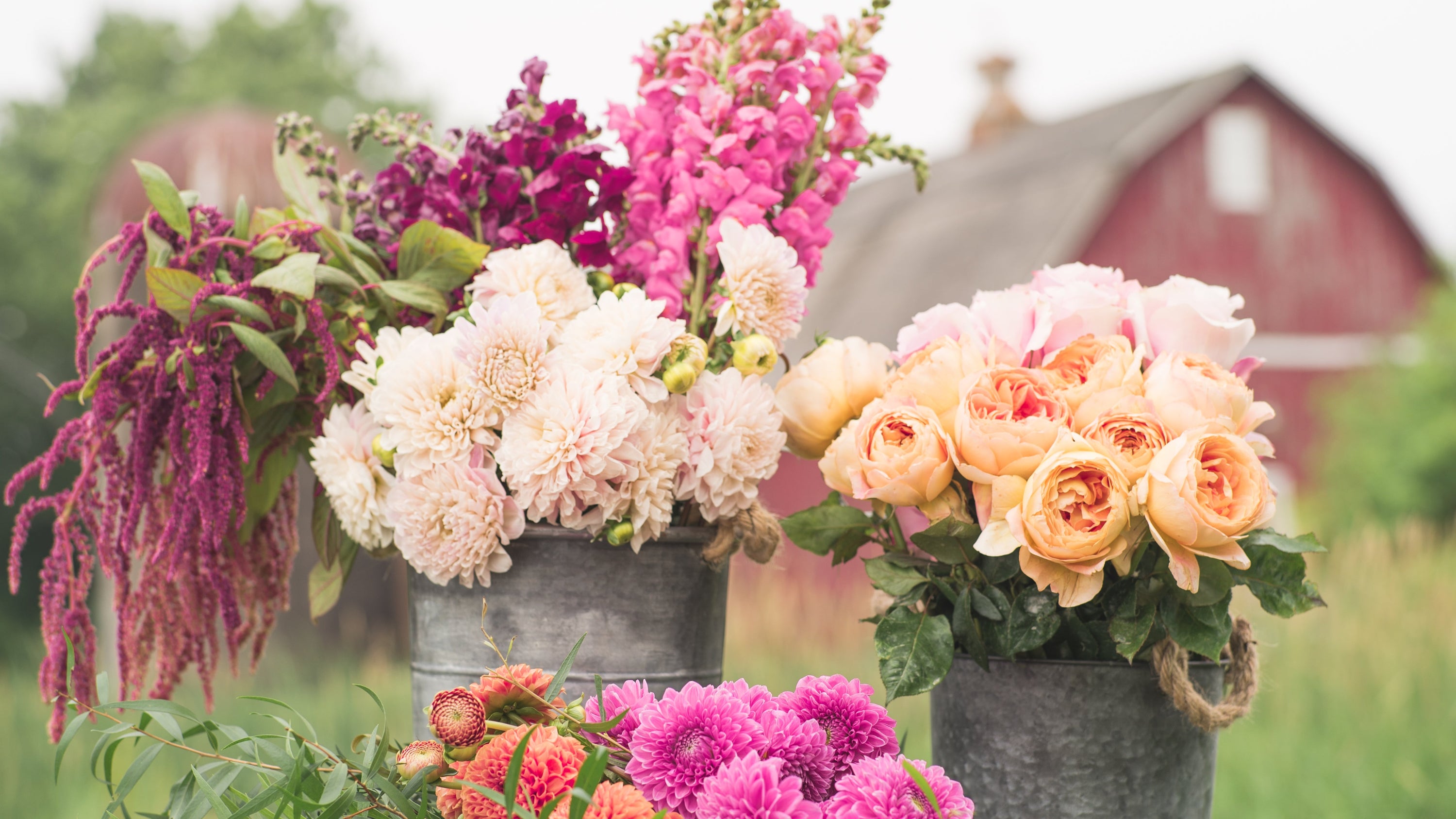 Discover the Meaning Behind Popular Flowers at Flowers by Robert Taylo ...